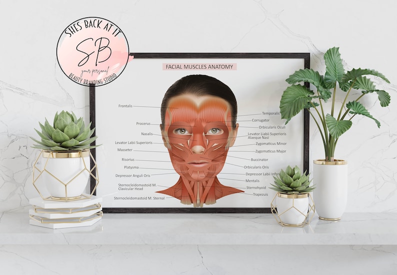 Muscles of the Face and Neck, Botox Art, Injector, Anatomy, Aesthetics ...