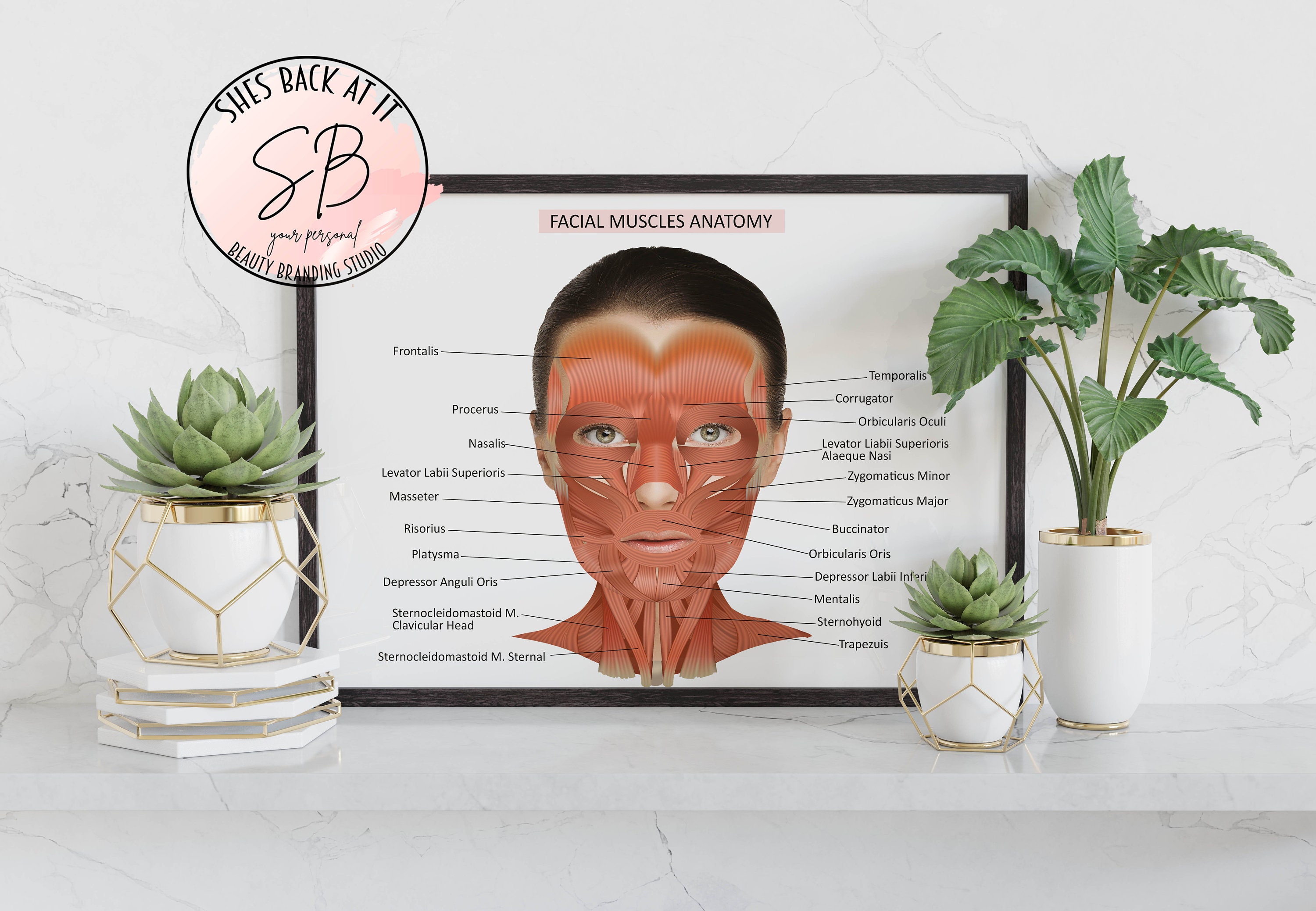 Muscles of the Face and Neck, Botox Art, Injector, Anatomy, Aesthetics ...
