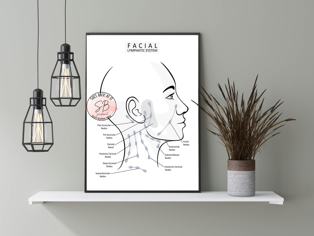 Facial Lymphatic System Print, Lymphatic Drainage Diagram, Educational ...