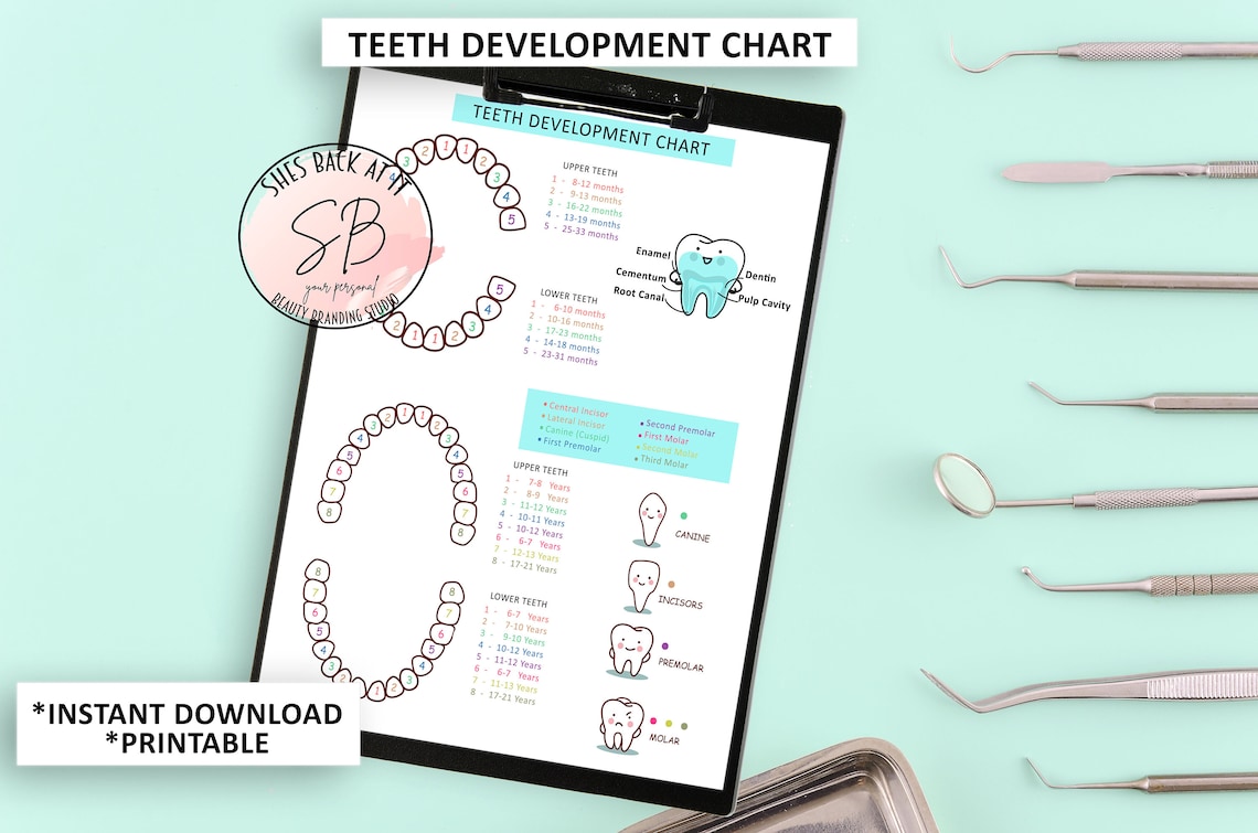 Teeth Eruption Stages, Tooth Eruption Ages, Tooth Development Chart ...