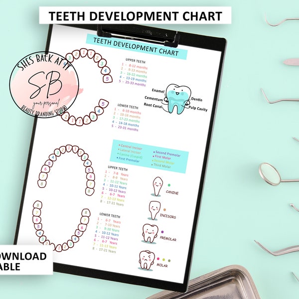 Baby Teeth Chart Svg - Etsy