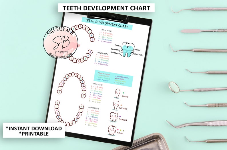 Teeth Eruption Stages, Tooth Eruption Ages, Tooth Development Chart ...