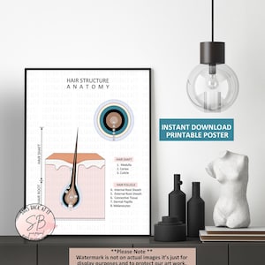 Hair Stylist Posters, Hair Type Guide, Hair Growth Cycle Print, Damaged ...