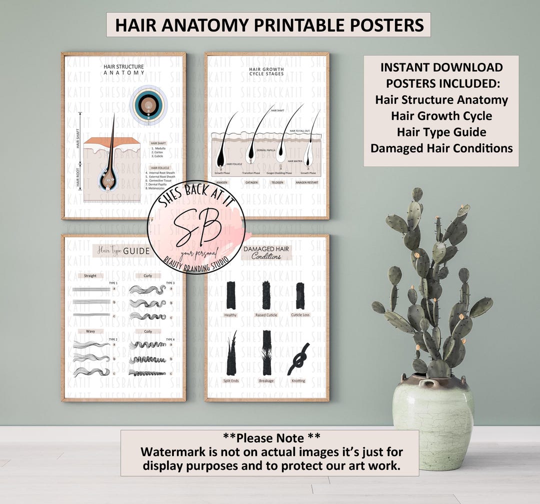 Hair Stylist Posters, Hair Type Guide, Hair Growth Cycle Print, Damaged ...