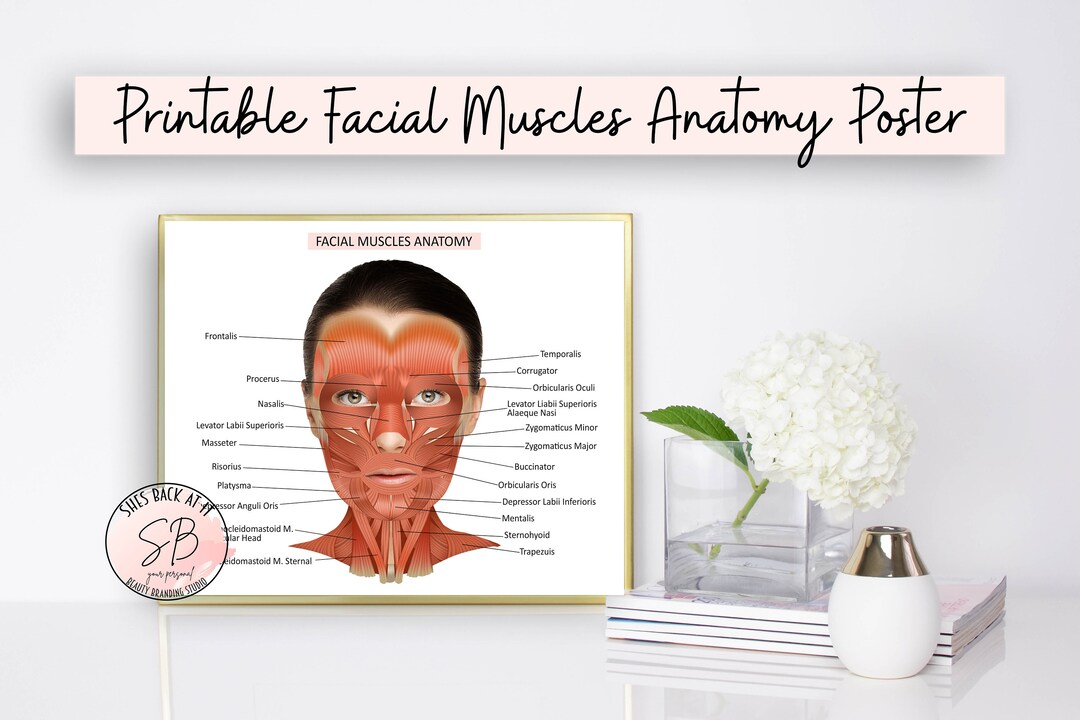 Muscles of the Face and Neck, Botox Art, Injector, Anatomy, Aesthetics ...