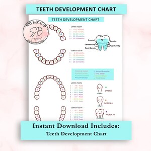Teeth Eruption Stages, Tooth Eruption Ages, Tooth Development Chart ...
