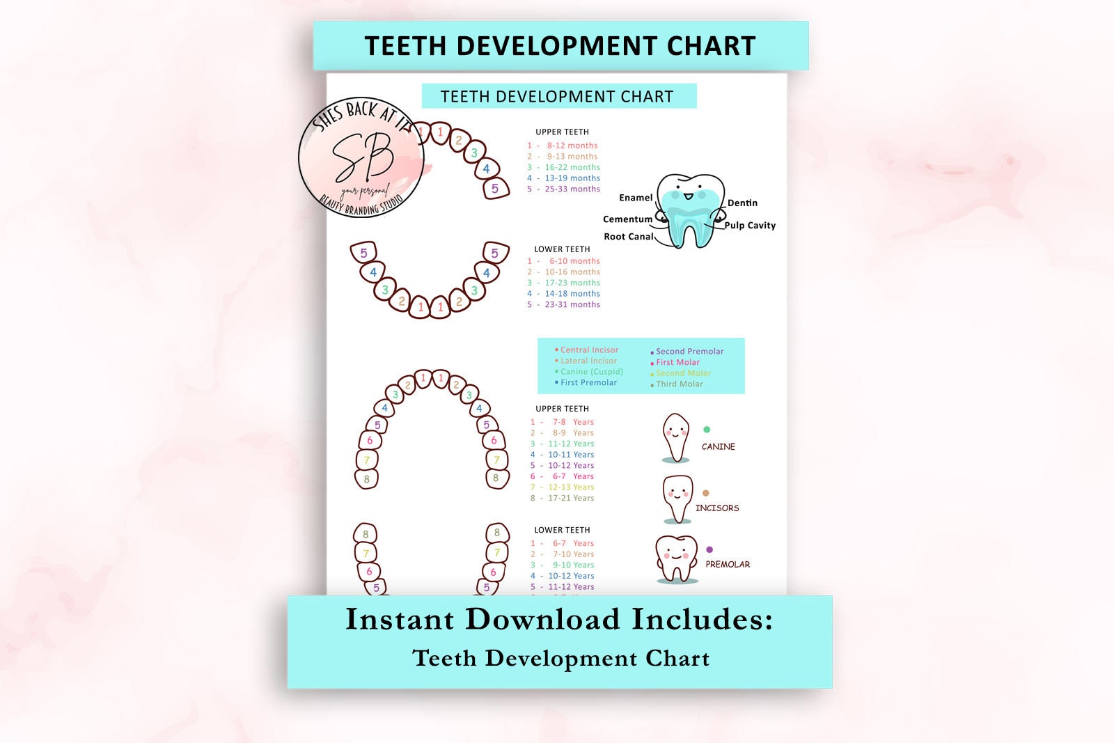 Teeth Eruption Stages, Tooth Eruption Ages, Tooth Development Chart ...