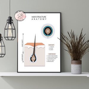 Hair Stylist Posters, Hair Type Guide, Hair Growth Cycle Print, Damaged ...