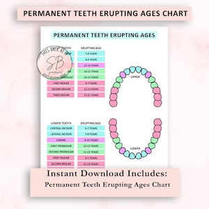 Permanent Teeth Eruption Chart, Adult Teeth Eruption Ages, Tooth ...