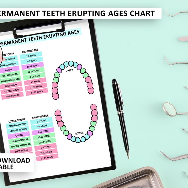Adult Teeth Chart - Etsy