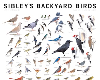 Birds Of Northeast America