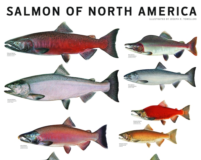 Salmon of North America Poster - Etsy