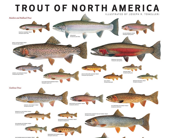 Trout of North America Wall Poster - Etsy