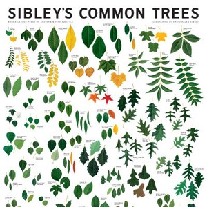 Sibleys Common Trees of Eastern North America Poster - Etsy