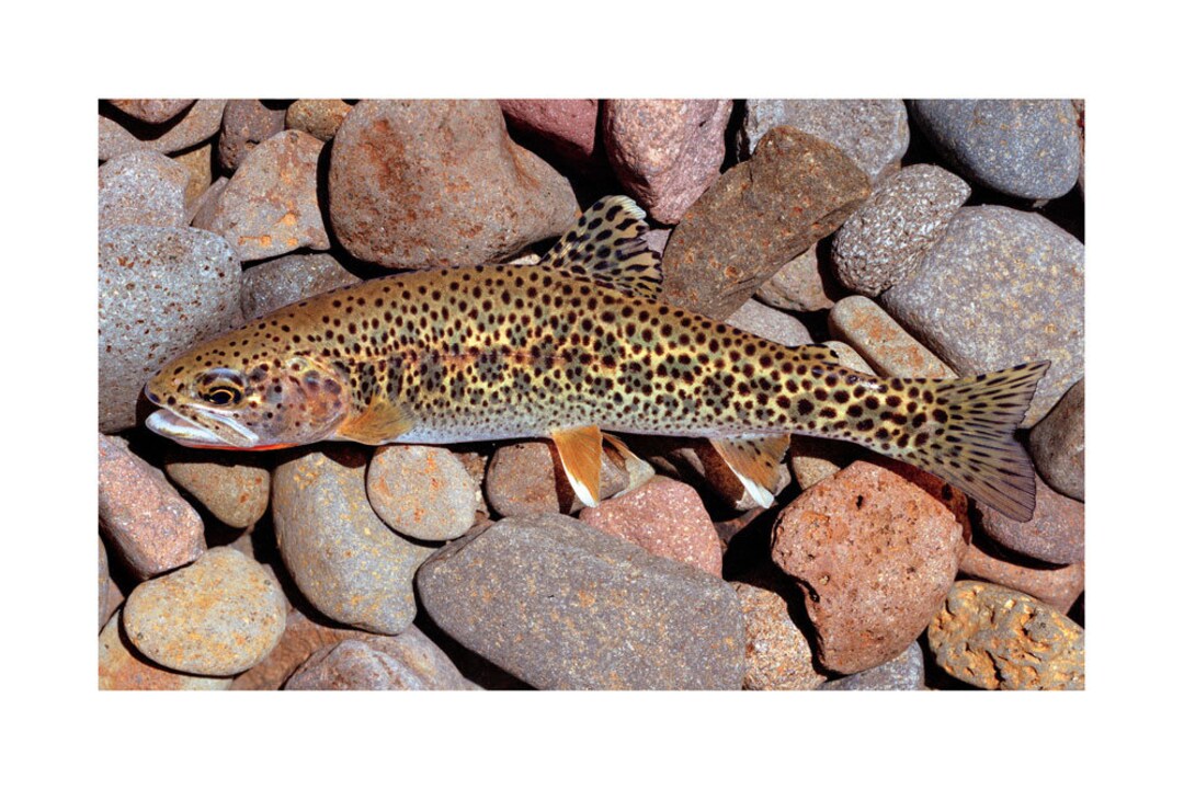 Coastal Cutthroat Trout Giclée Print - Etsy