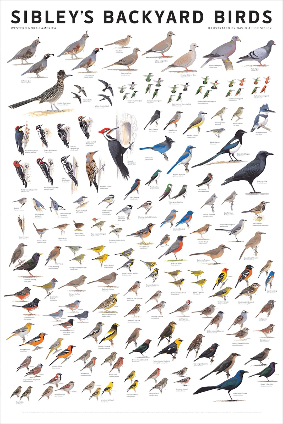 Sibley’s Backyard Birds of Western North America Poster - Etsy