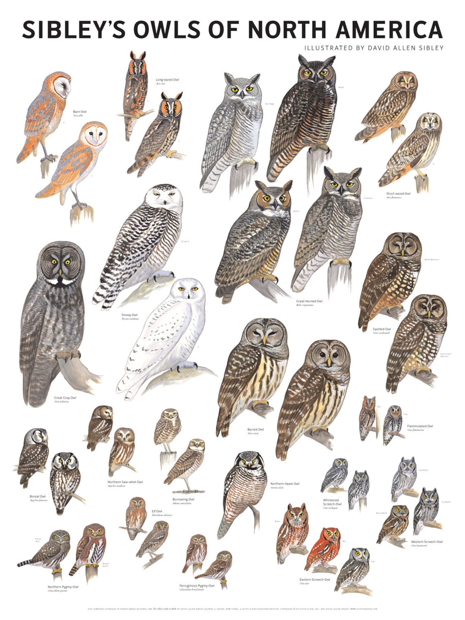 Sibley's Owls of North America - Etsy
