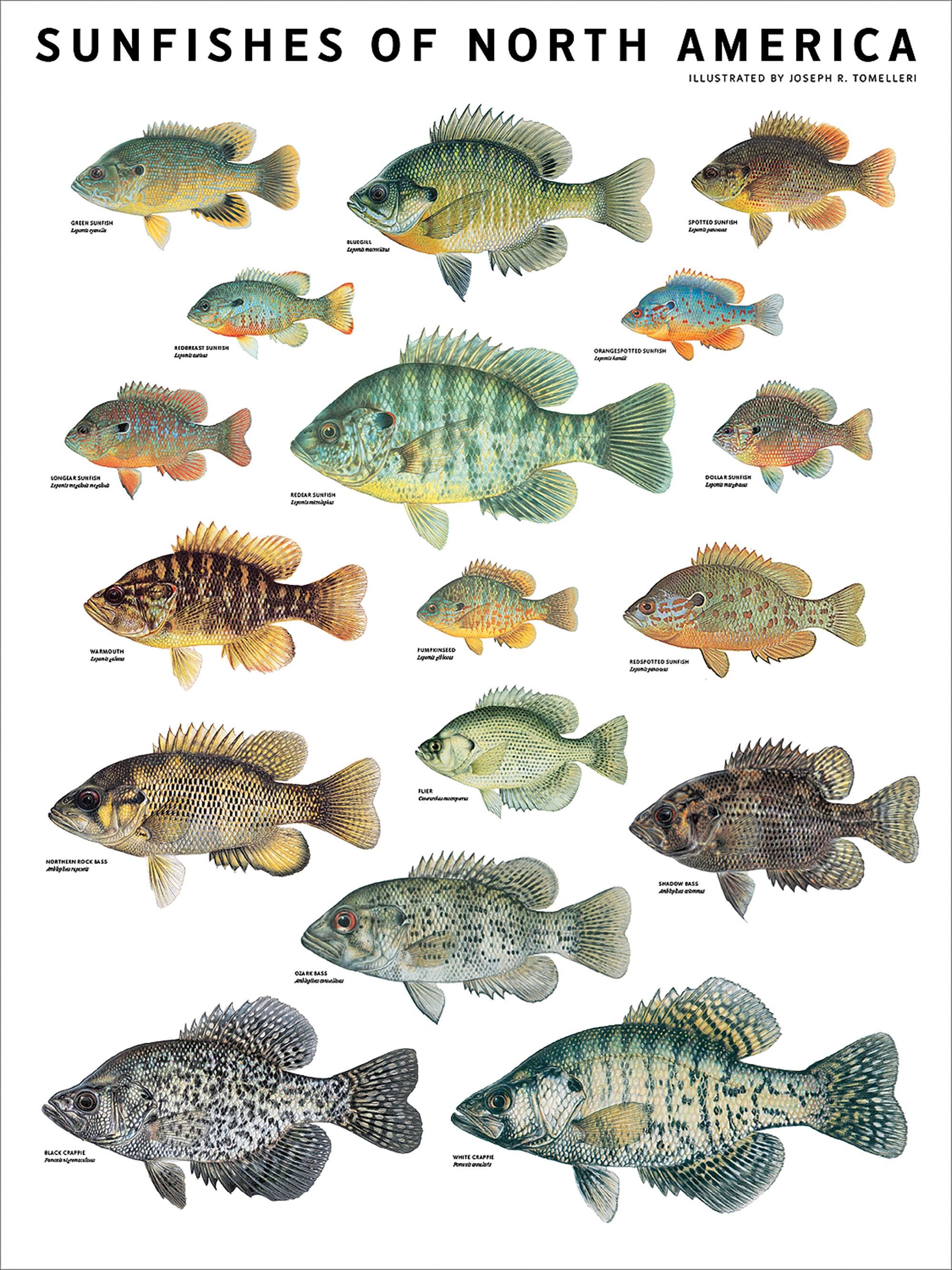 Sunfishes of North America Poster - Etsy