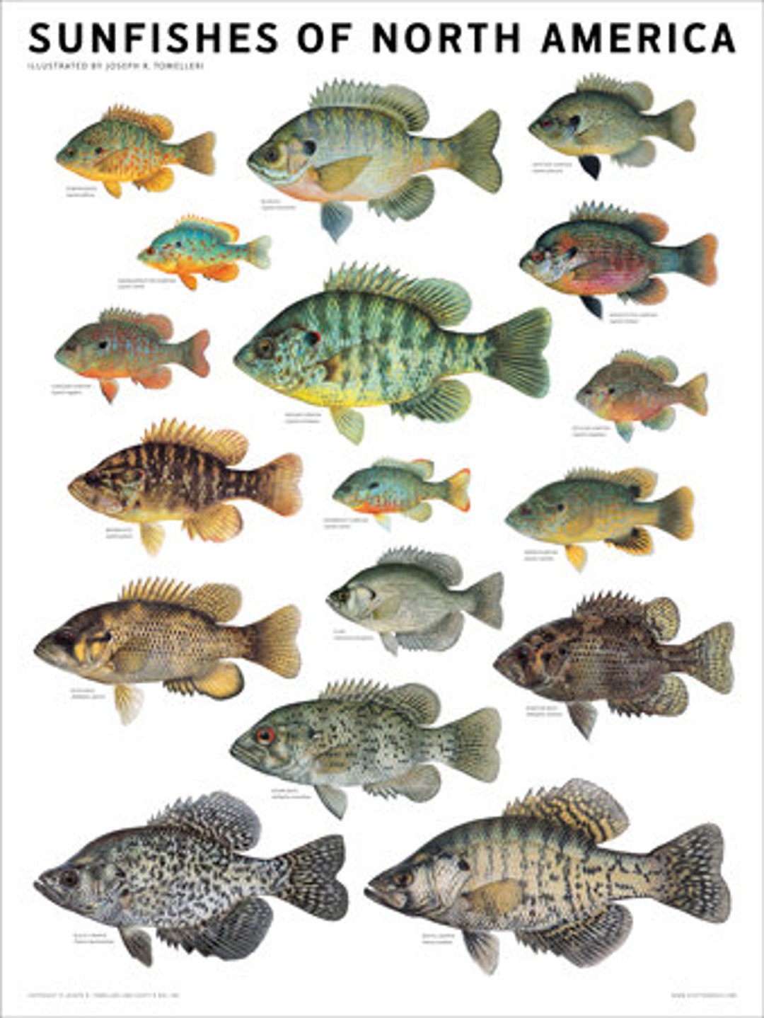 Sunfishes of North America Poster - Etsy