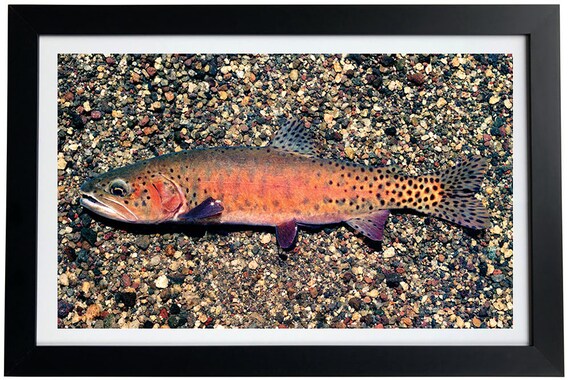 Bonneville Cutthroat Trout Swimming