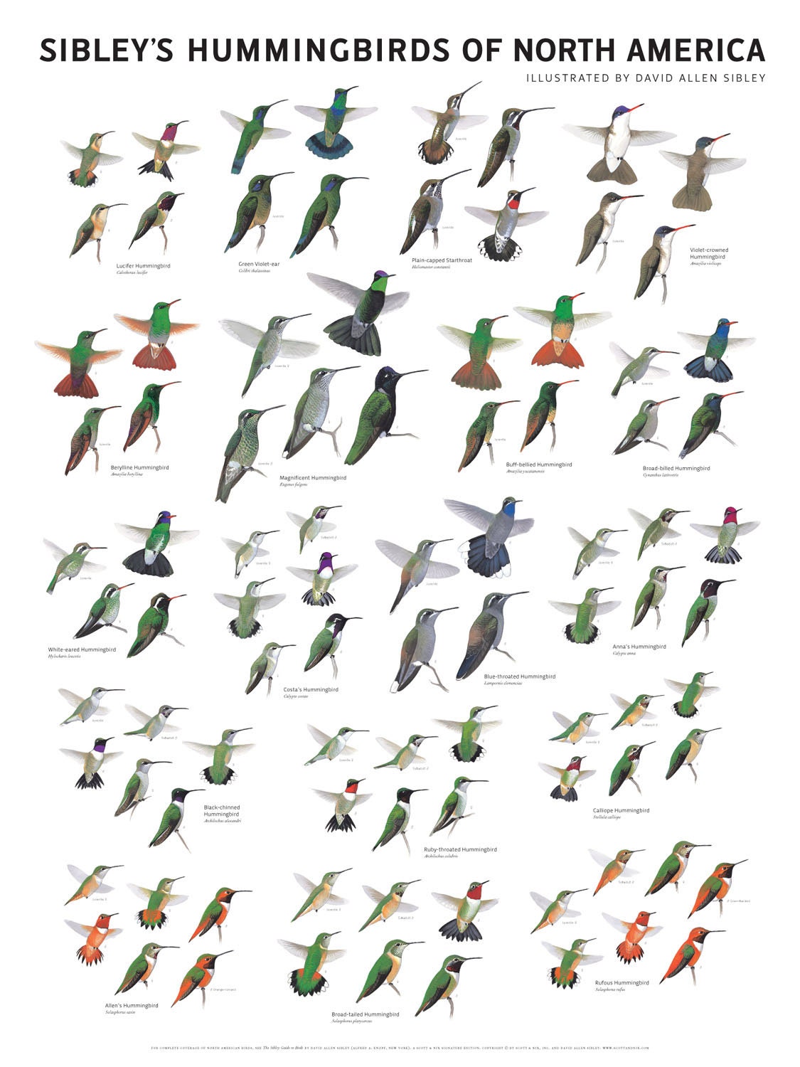 Sibley's Hummingbirds of North America - Etsy