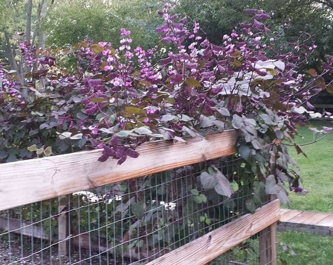 Hyacinth Bean Vine Seeds - Dolichos Lablab - Purple Climbing Vine ...