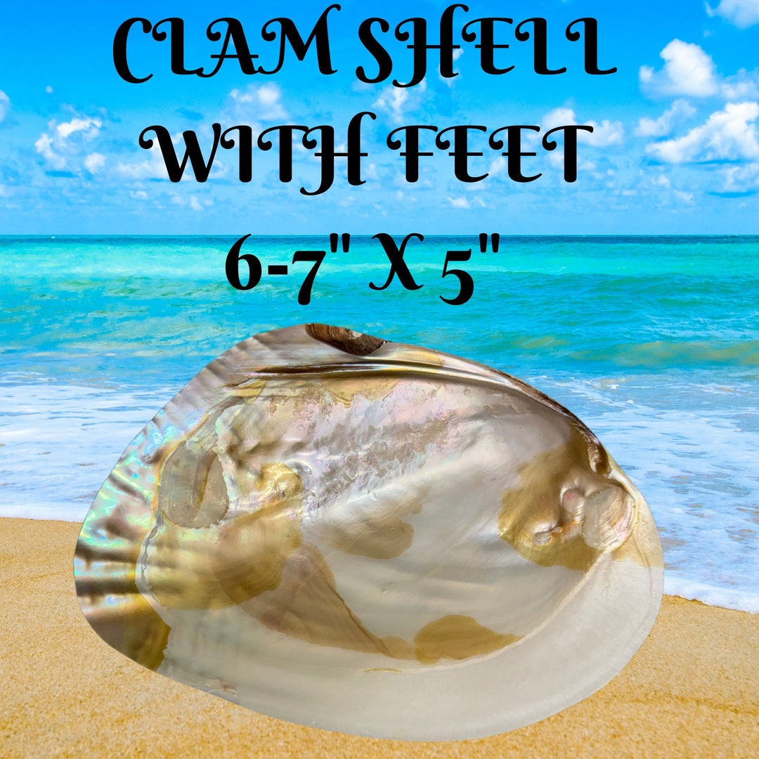 Clam Shell With Feet, Sponge Holder, Dish, Catch-all Dish, and Crafting ...
