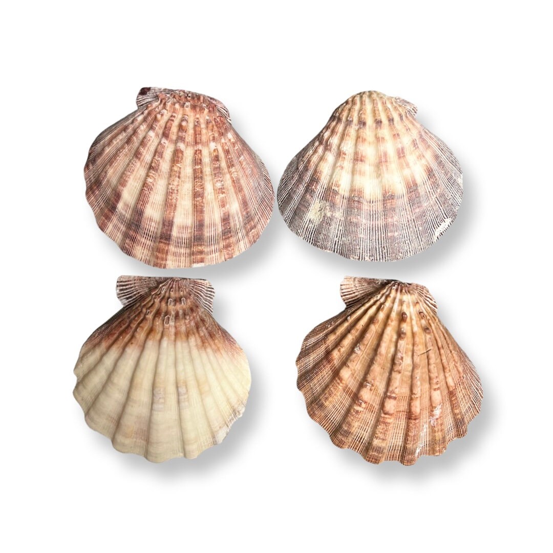 LION'S PAWS SEASHELLS, Vary in Sizes From 5" - 7", Great for Crafting ...