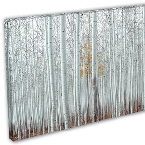 White Birch Tree Forest Canvas Print Wall Art - 3 Panel Split, Triptych ...