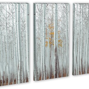 White Birch Tree Forest Canvas Print Wall Art - 3 Panel Split, Triptych ...