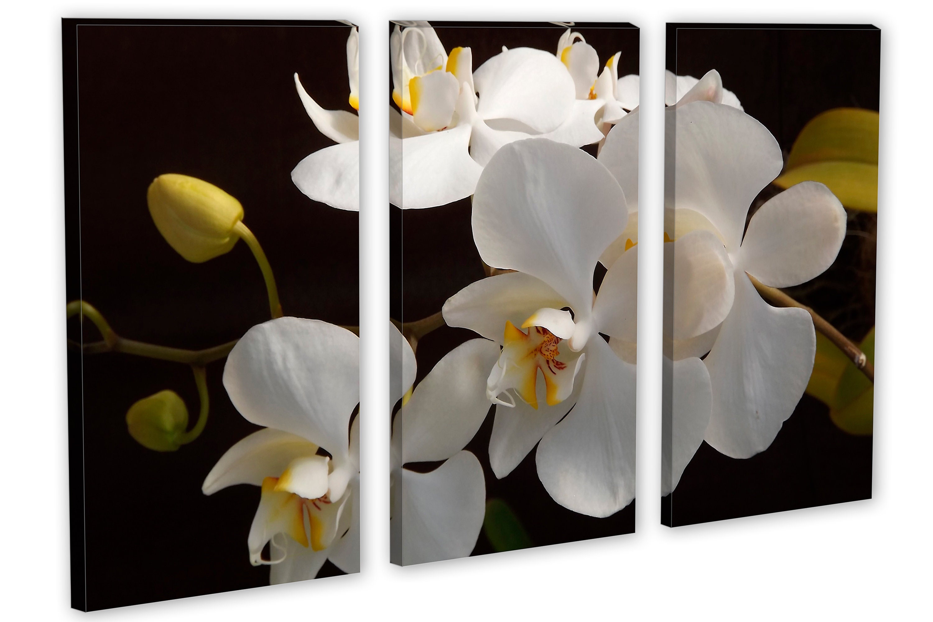 White Orchid Wall Art Canvas Print - 3 Panel Split, Triptych Flower ...