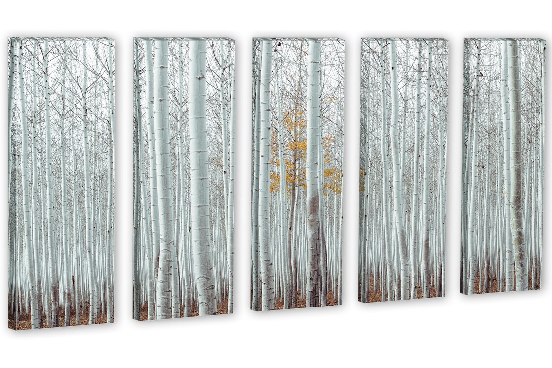 White Birch Tree Forest Canvas Print Wall Art 3 Panel Split | Etsy