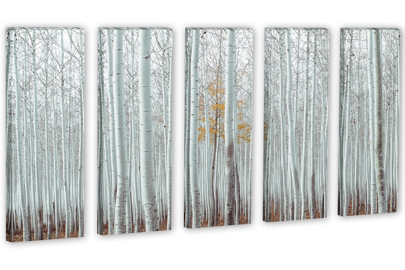 White Birch Tree Forest Canvas Print Wall Art - 3 Panel Split, Triptych ...