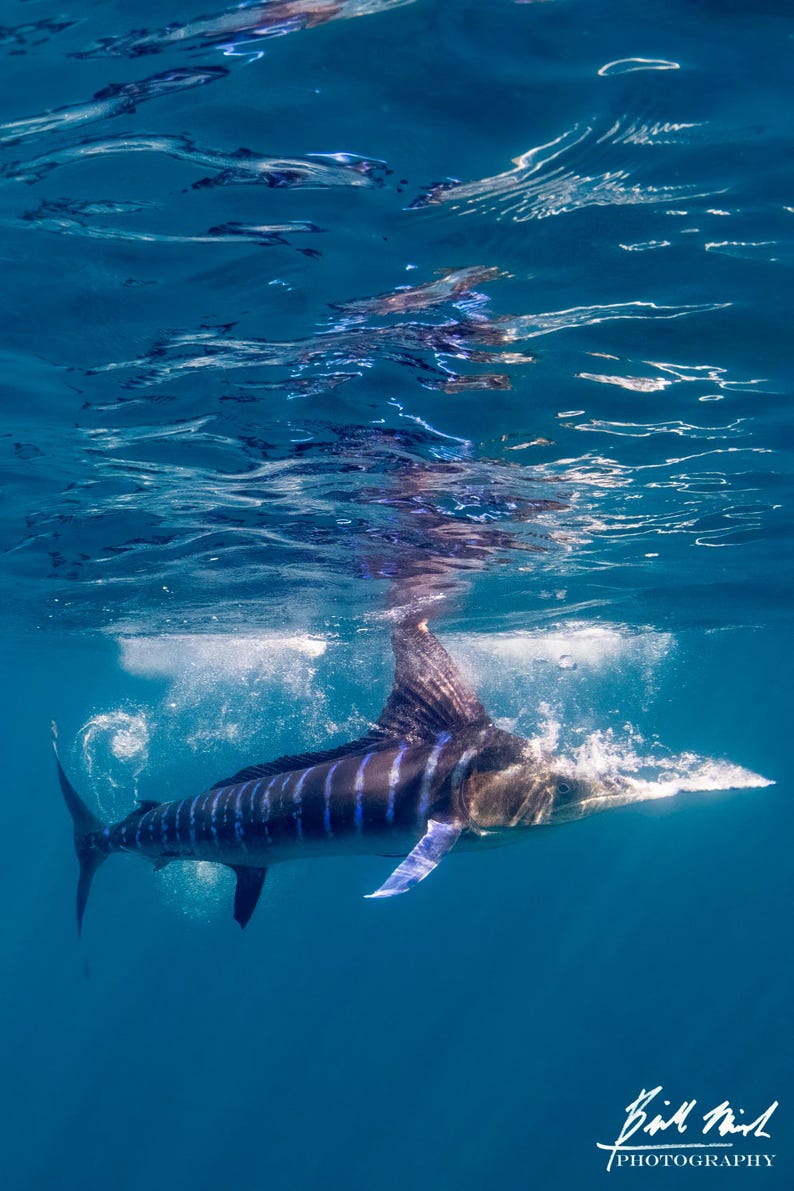 Striped Marlin Underwater Magdalena Bay Mexico Nature Maritime Nautical ...
