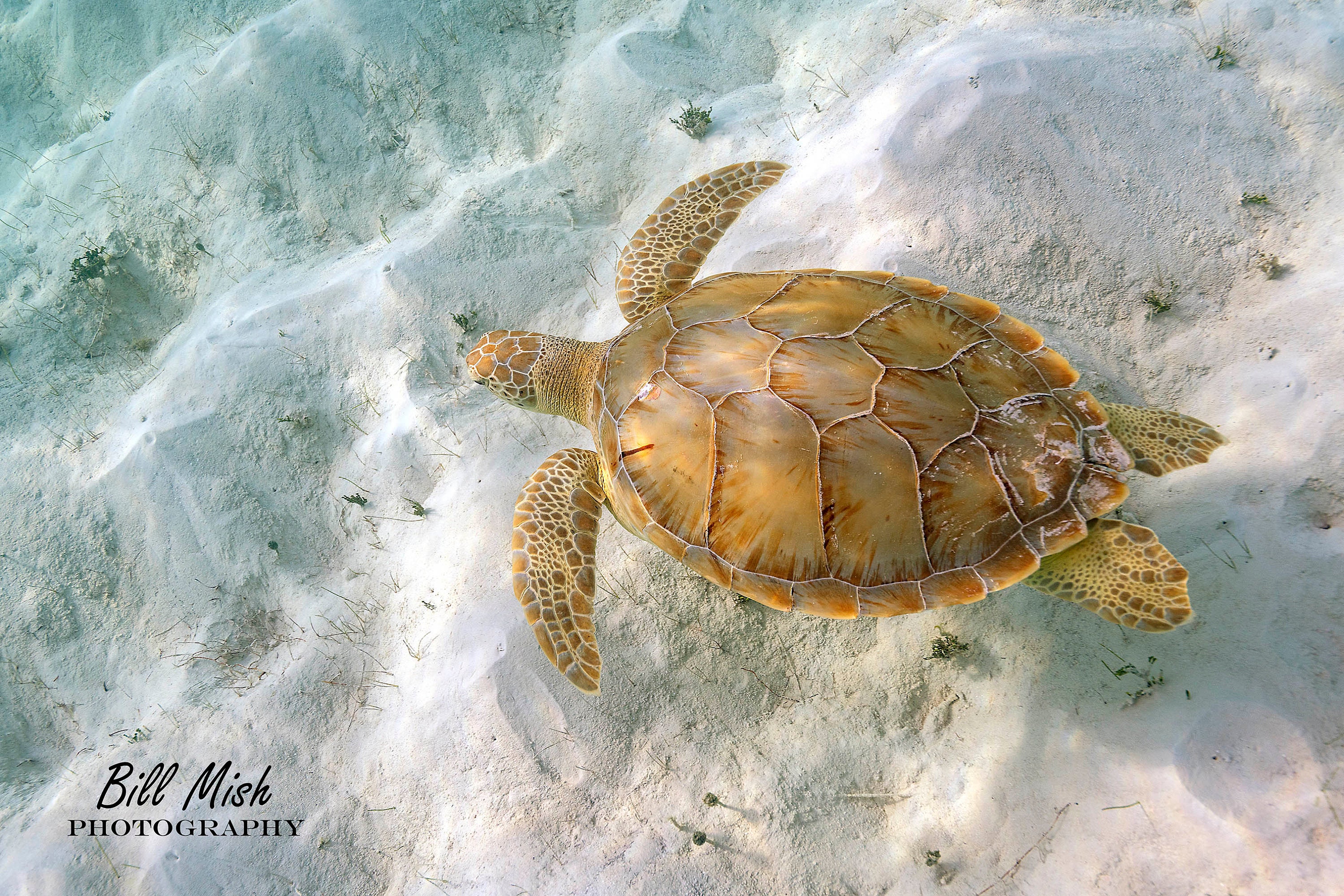 Sea Turtle Exuma Bahamas Nature Maritime Nautical - Etsy