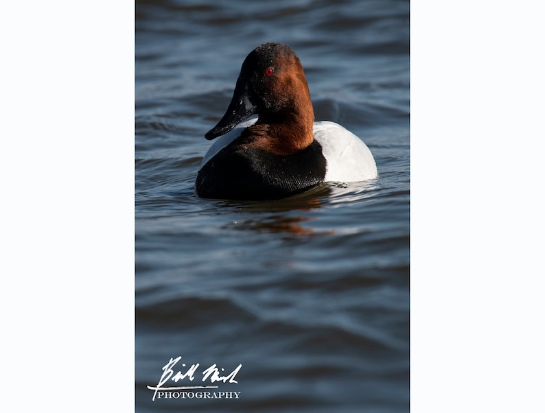 Canvasback – Chesapeake Bay Portrait, Cambridge, Maryland– Waterfowl ...
