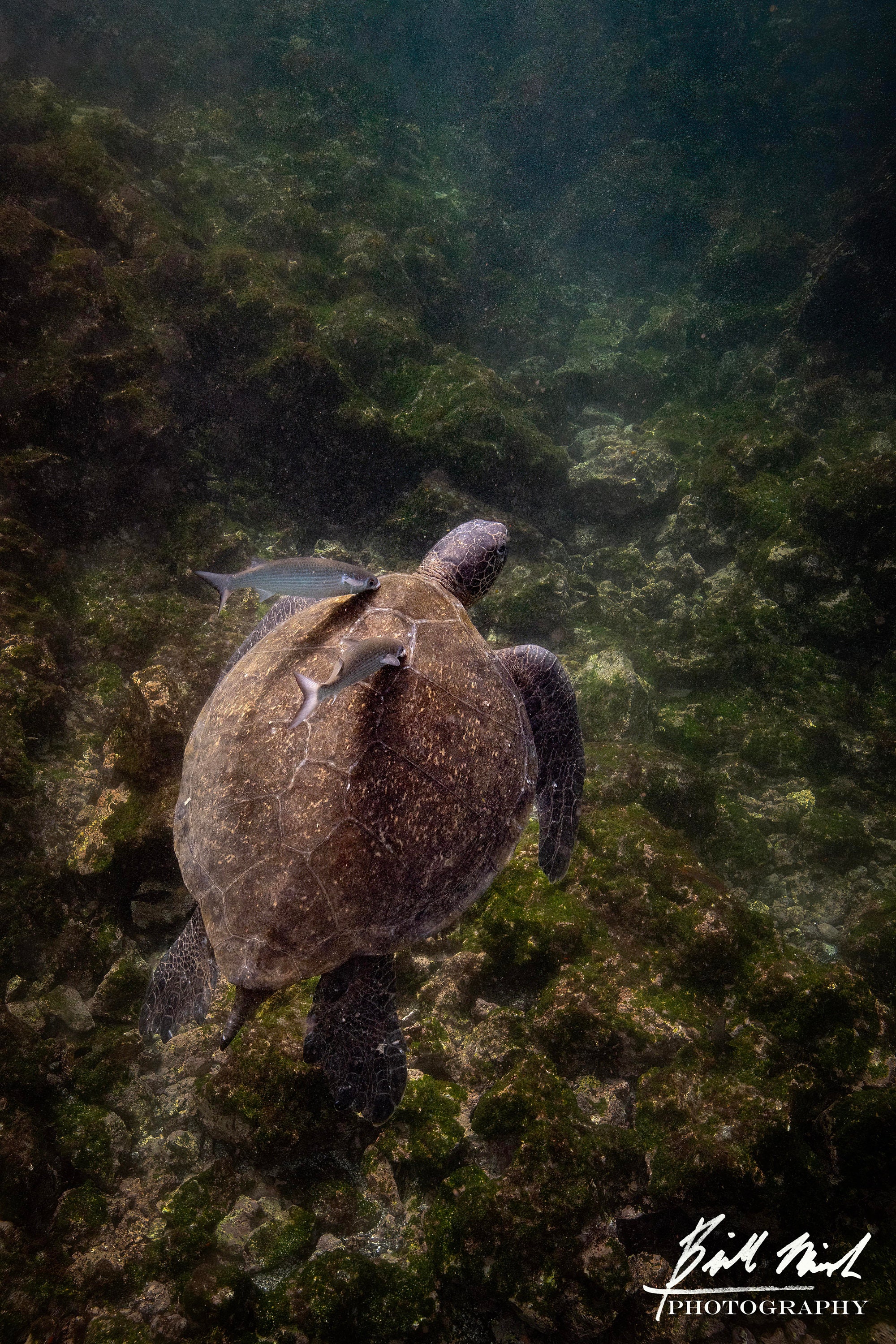 Green Sea Turtle Cleaning Station Print – Galapagos Islands Underwater ...