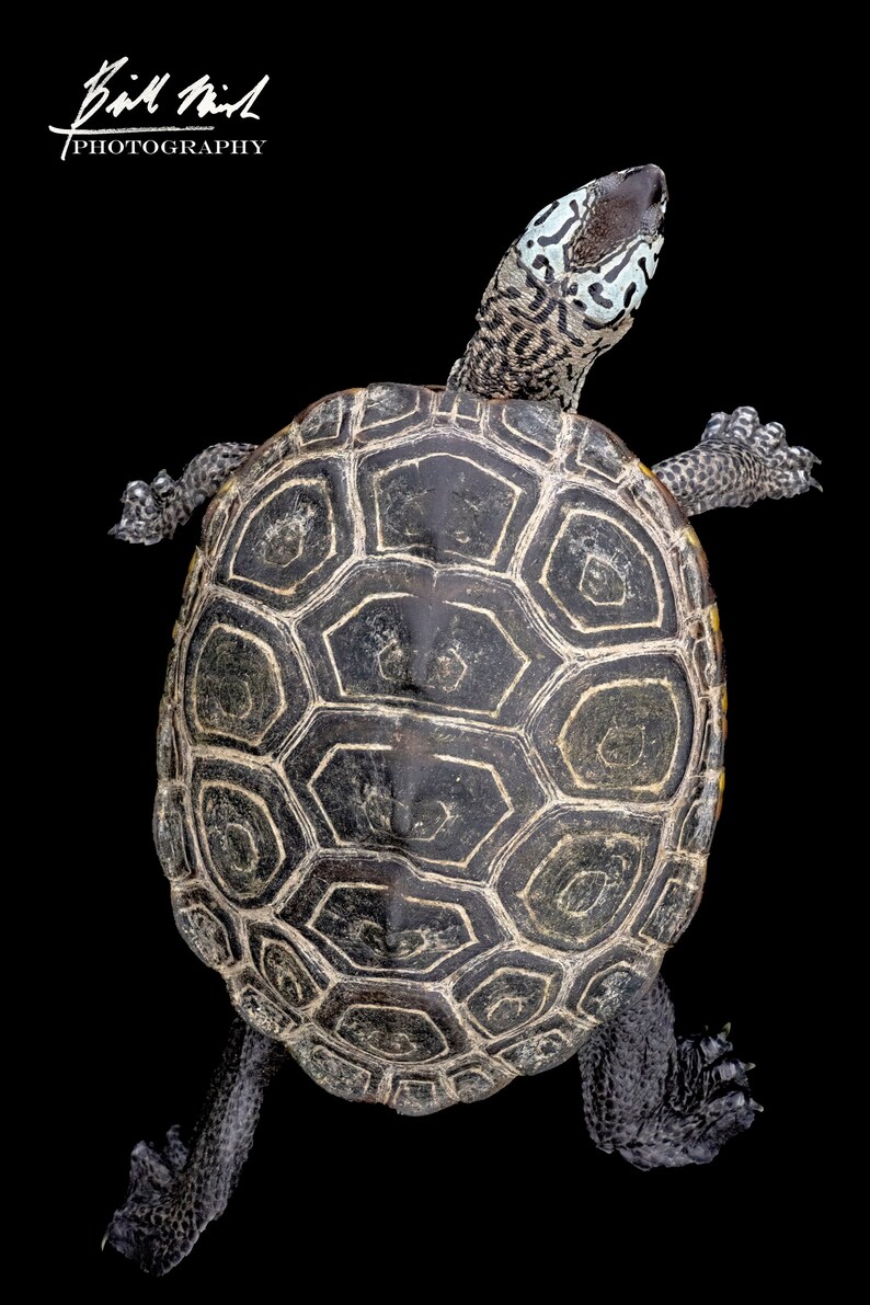 Terrapin Turtle Shell Chesapeake Bay Maryland Nature Maritime Nautical ...