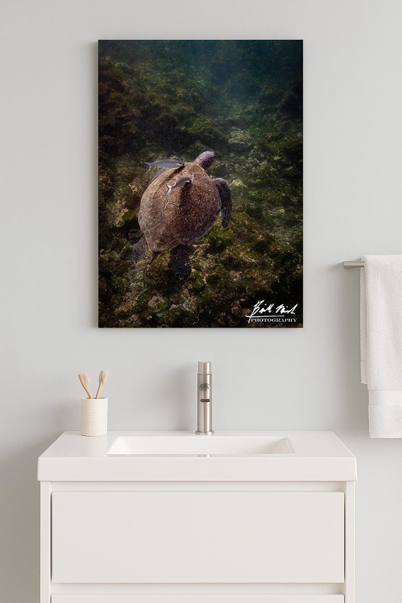 Green Sea Turtle Cleaning Station Print – Galapagos Islands Underwater ...
