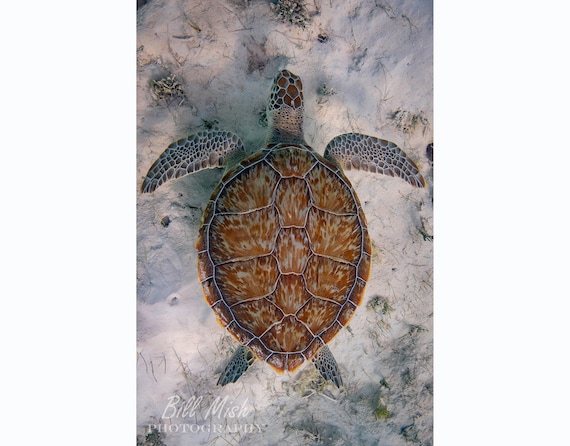 Loggerhead Sea Turtle Shell
