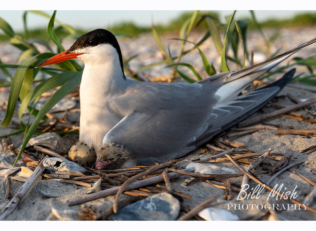 Nesting Tern With Chick – Eastern Shore Virginia Wildlife Photo ...