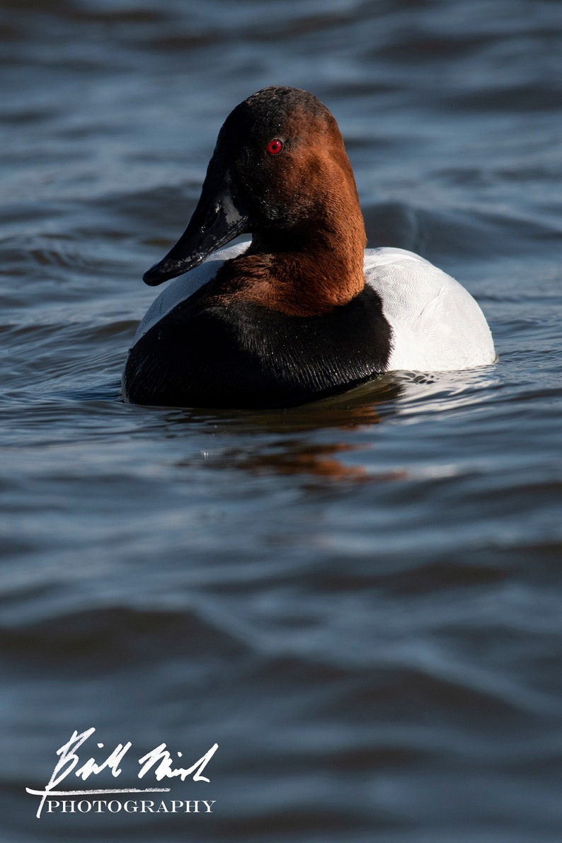 Canvasback – Chesapeake Bay Portrait, Cambridge, Maryland– Waterfowl ...