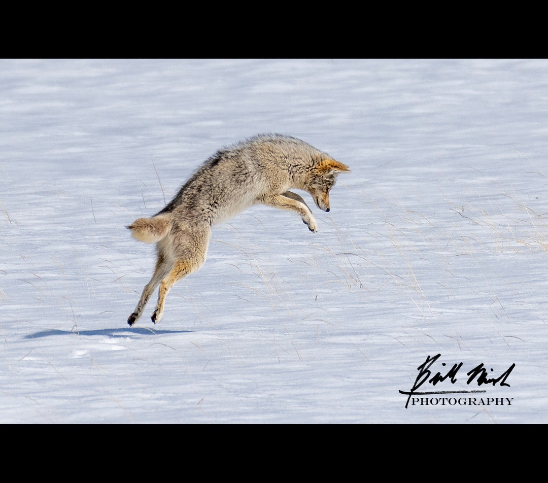 Jumping Coyote Jackson Hole Wyoming - Etsy