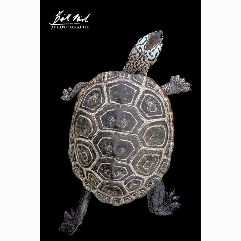 Terrapin Turtle - Etsy