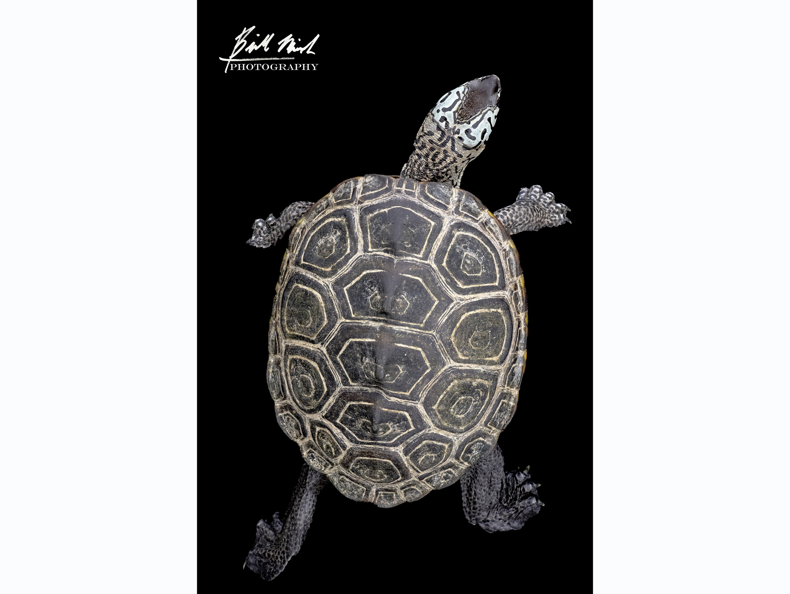 Terrapin Turtle Shell Chesapeake Bay Maryland Nature Maritime Nautical ...