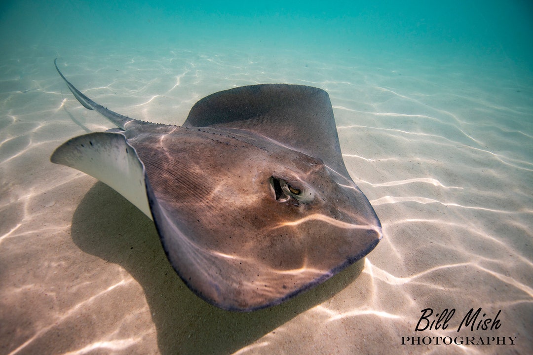Stingray Exuma Bahamas Nature Maritime Nautical - Etsy