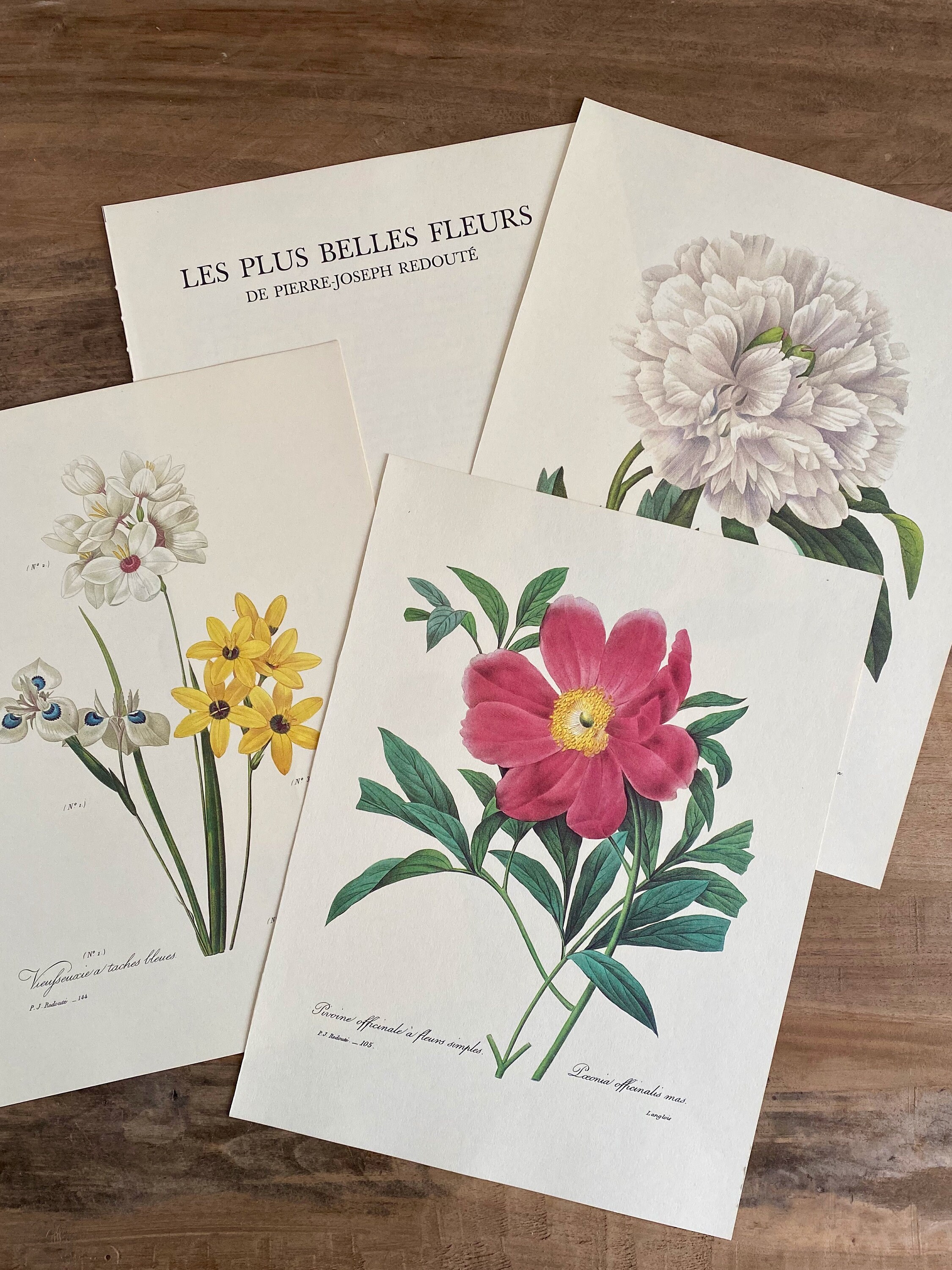 Vintage Botanical Bookplate Wall Art, French Artist Redouté Royal Plum ...