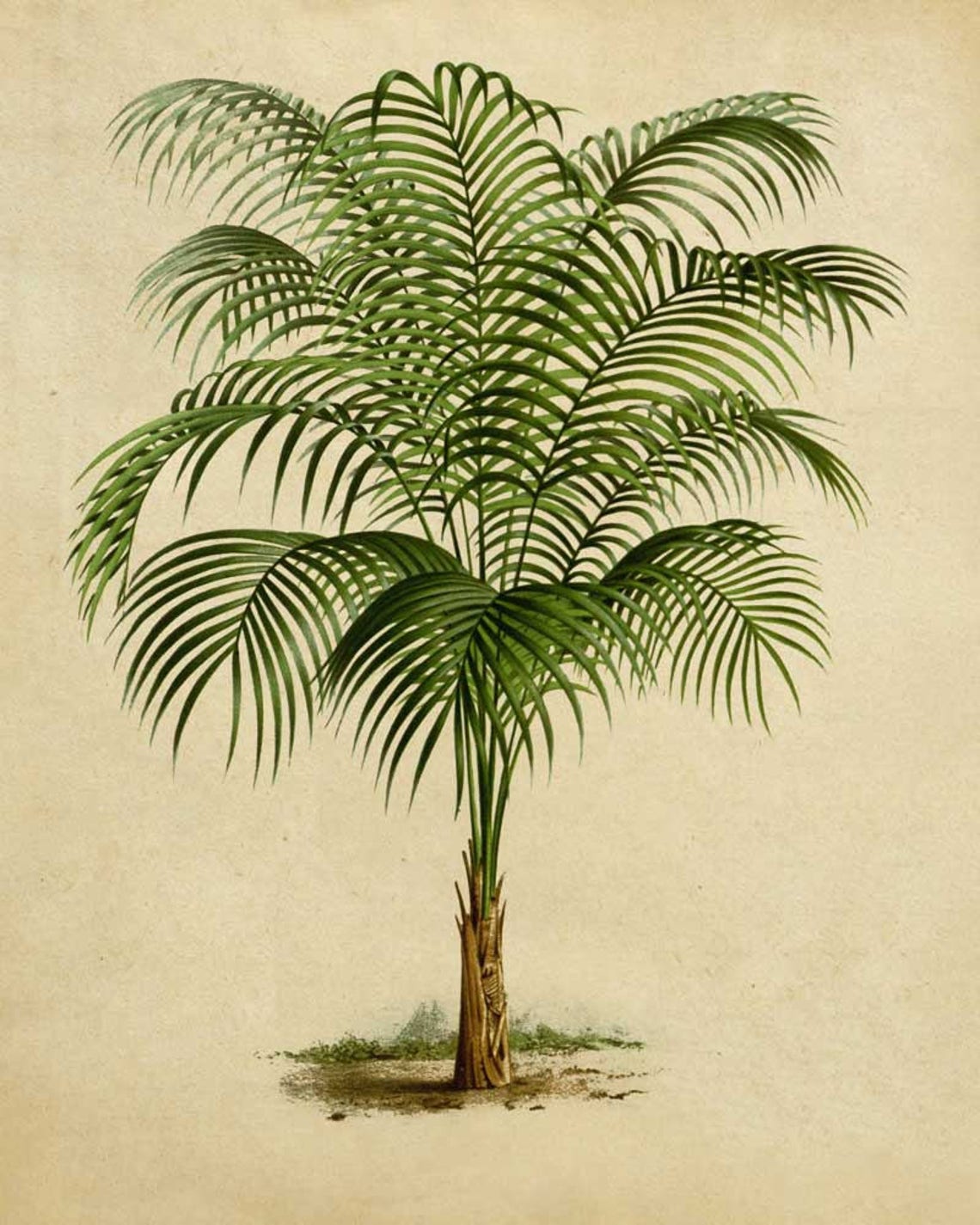 Botanical Print Palm Tree Botanical Wall Art Print Set of 3 - Etsy