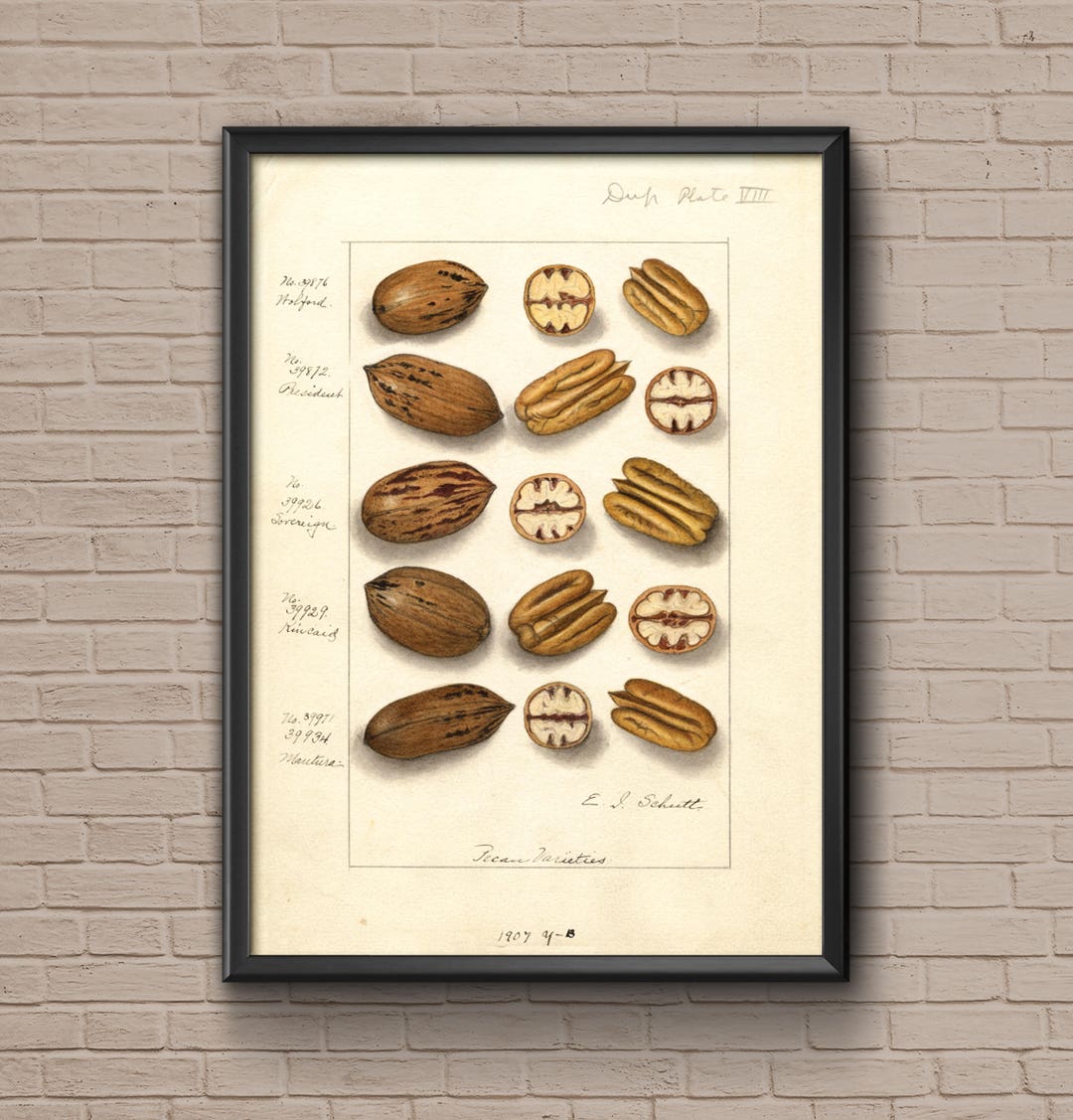 Watercolor Art, Pecans, Pecan Art, Pecan Nuts, Kitchen Poster, Papaya ...