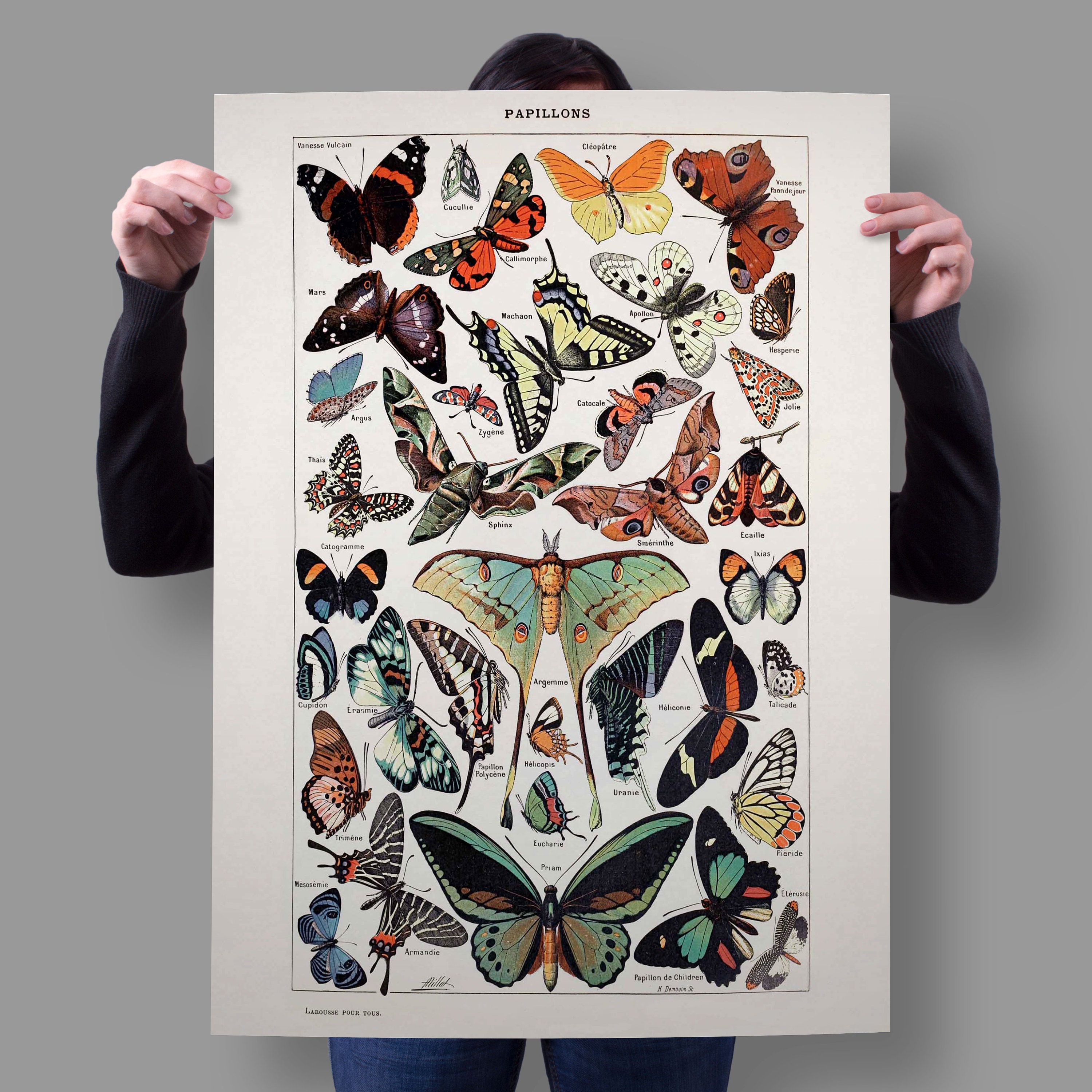 Butterfly Art Adolphe Millot Butterfly Butterfly Poster | Etsy